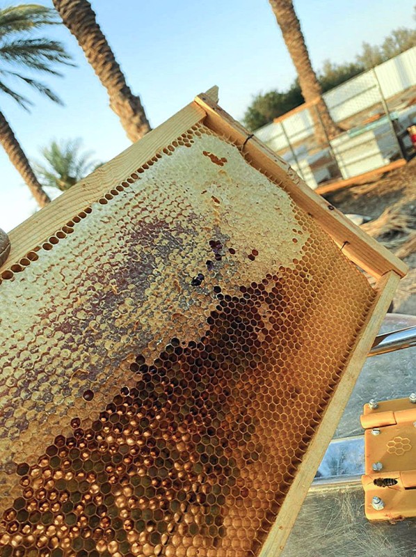 هل تتحمل النساء لسع النحل؟ - أخبار السعودية | صحيفة عكاظ